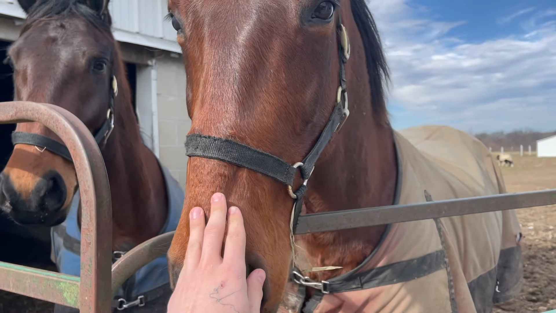 I Bought THE BEST DIESEL TRUCK On The Market (3rd Gen Dodge Ram 5.9 ...